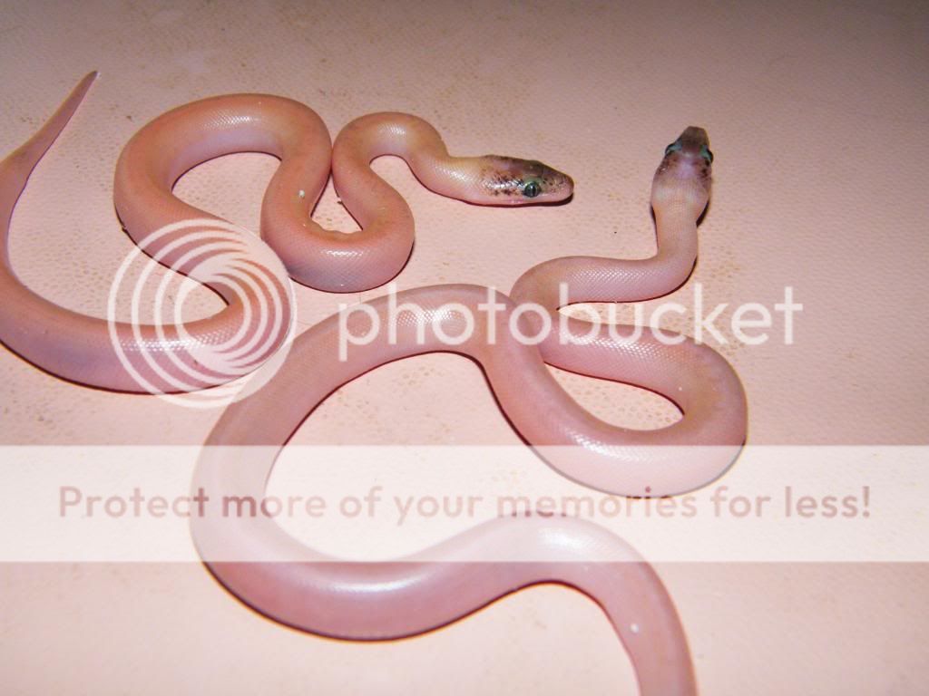 Marble Childreni Pictures | Aussie Pythons & Snakes Forum