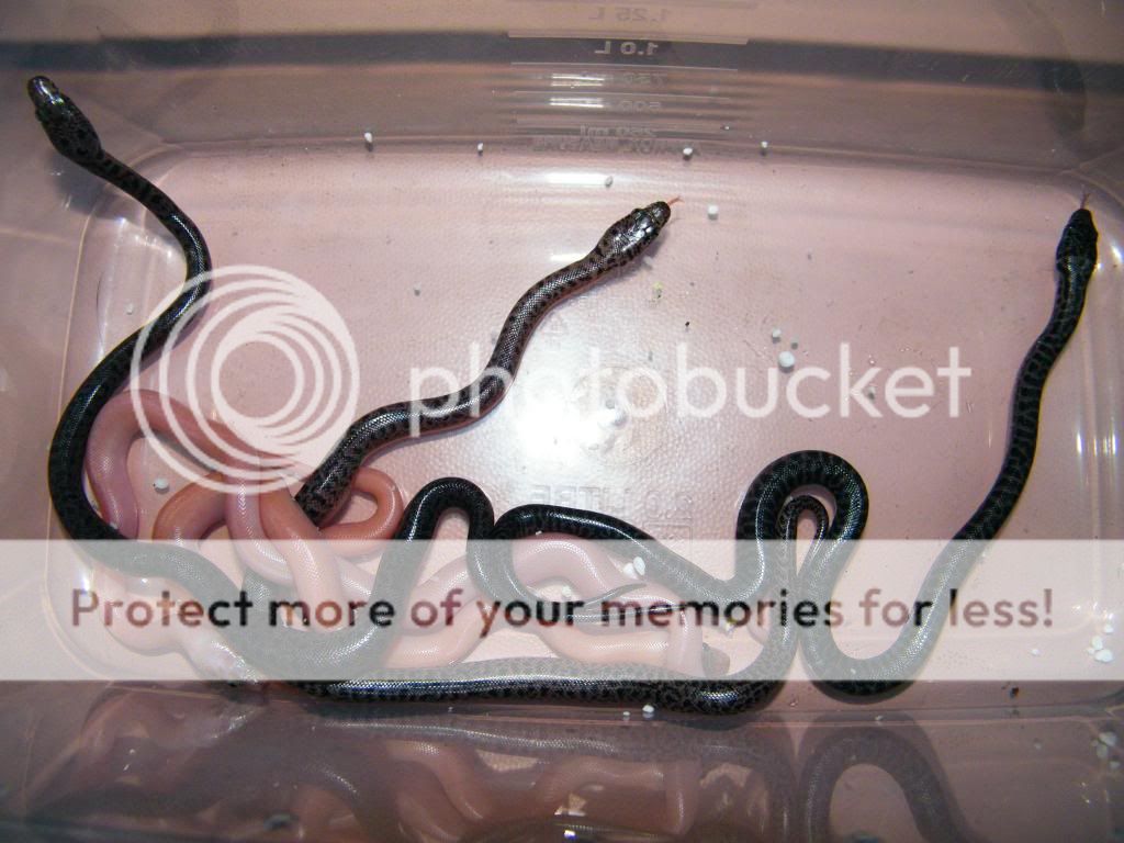 Marble Childreni Pictures | Aussie Pythons & Snakes Forum