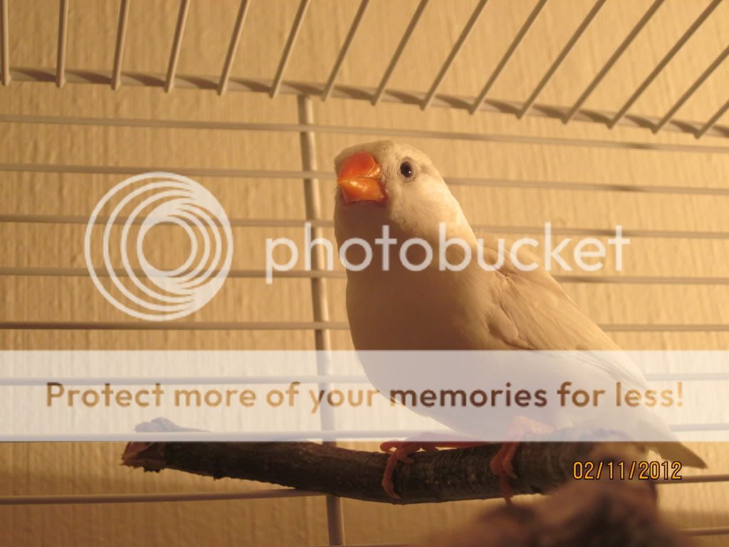 Nye finker | Undulathuset