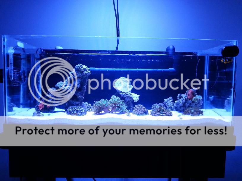 rim off an aquarium | Reef2Reef