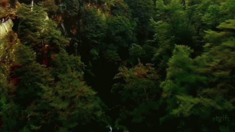 Eldemore • View topic - Into The Forest Deep--