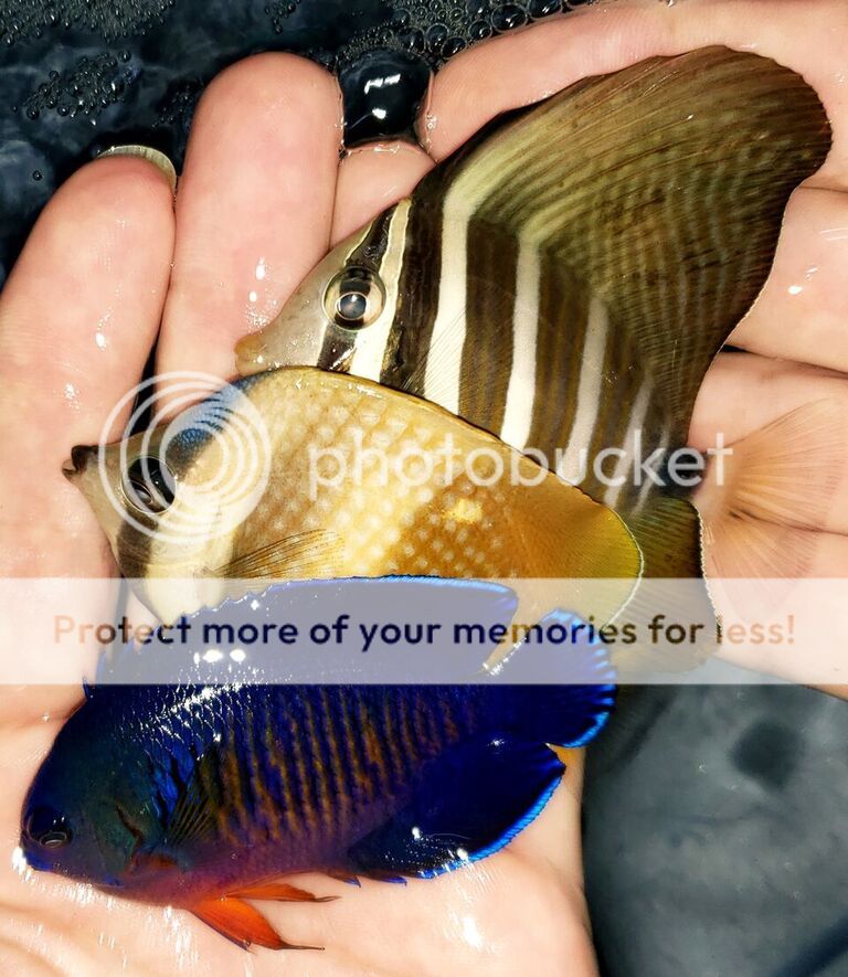 New Stock Blue Squamosas, Crocea Clams, And Killer Fish!!!