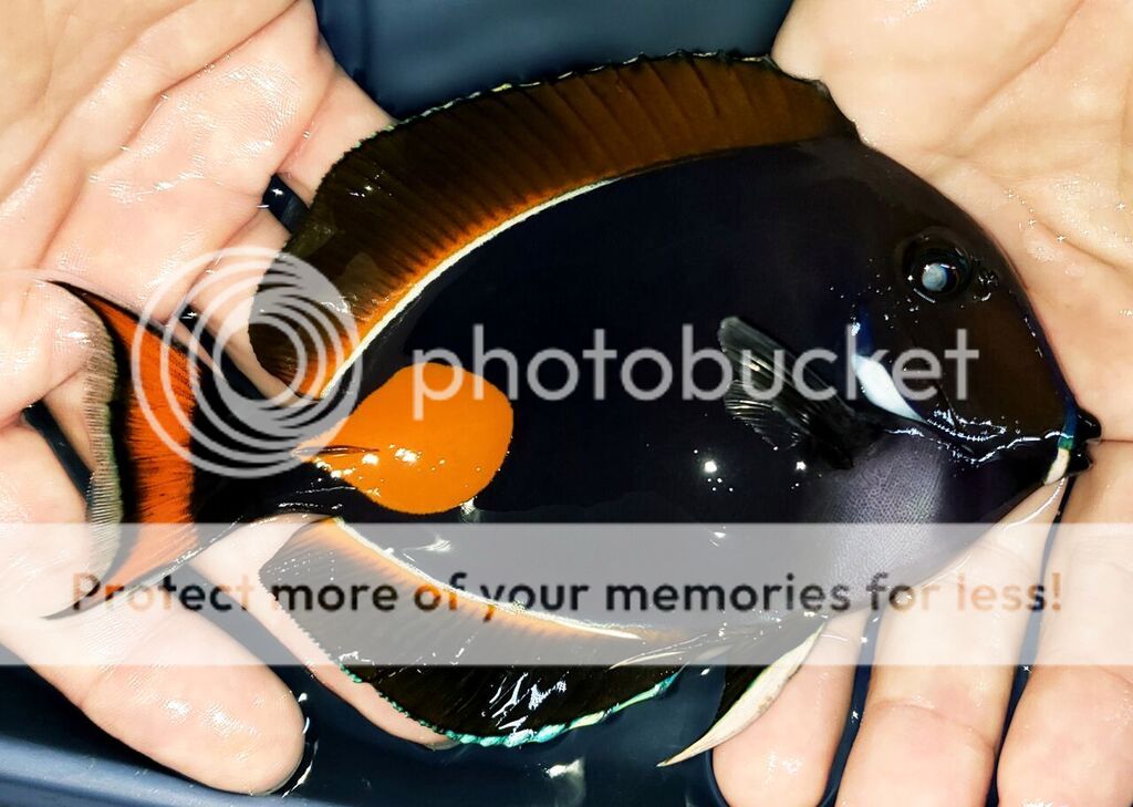 New Stock Blue Squamosas, Crocea Clams, And Killer Fish!!!