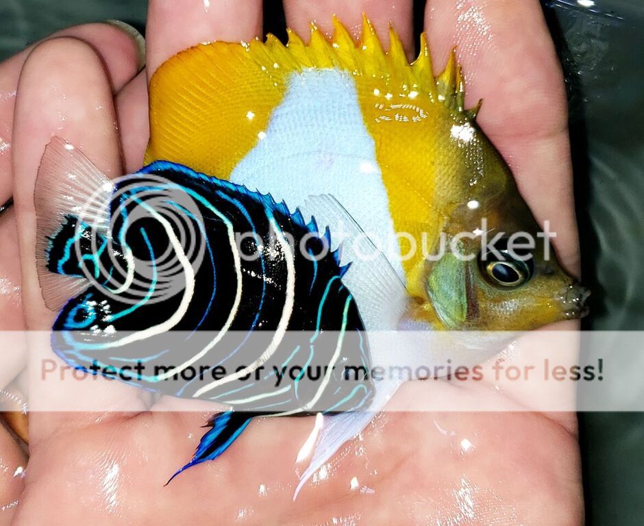 New Stock Blue Squamosas, Crocea Clams, And Killer Fish!!!