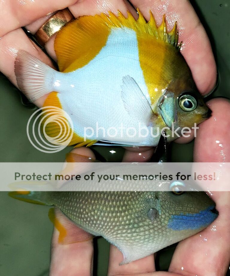 New Stock Blue Squamosas, Crocea Clams, And Killer Fish!!!